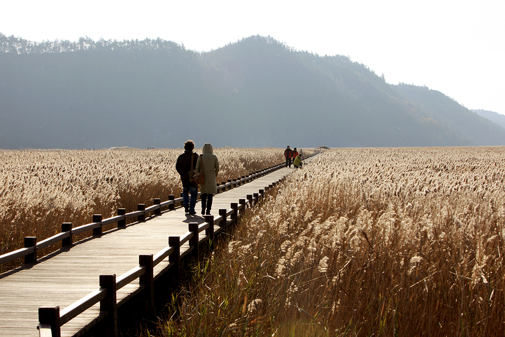 Suncheonman Bay Wetland Reserve | Suncheon | Observatory