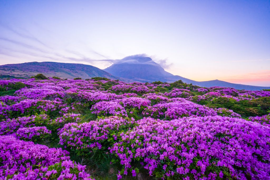 Hallasan National Park [UNESCO] | World Heritage | Jeju Island