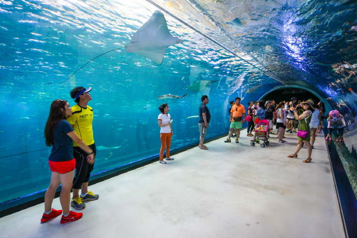 Aqua Planet | Jeju Island | Largest Aquarium in East Asia | South Korea