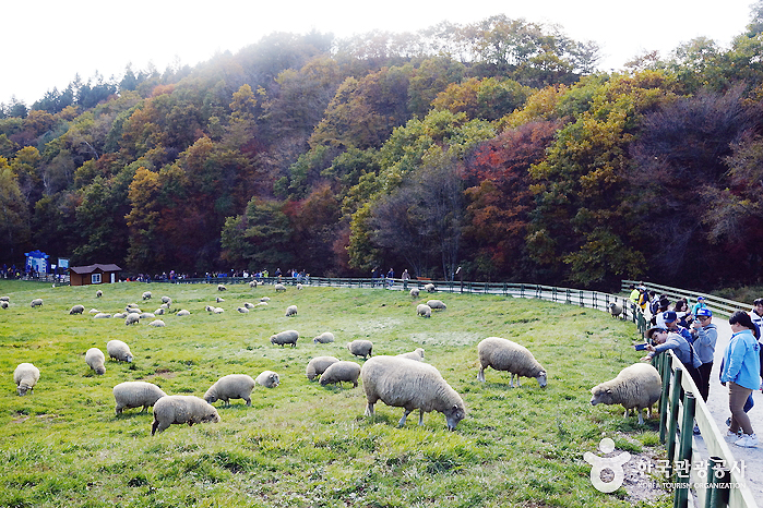 Daegwallyeong Sheep Farm | Ranch | East of South Korea