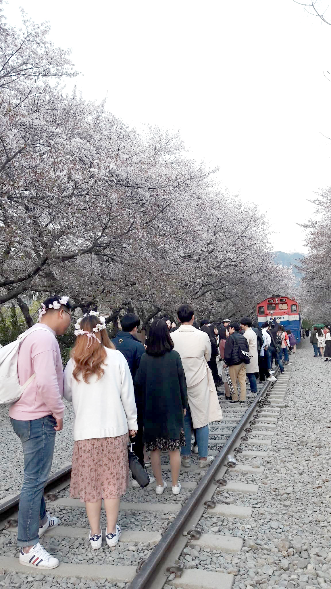 Jinhae Cherry blossom festival: A spring fantasy - Etourism Korea DMC
