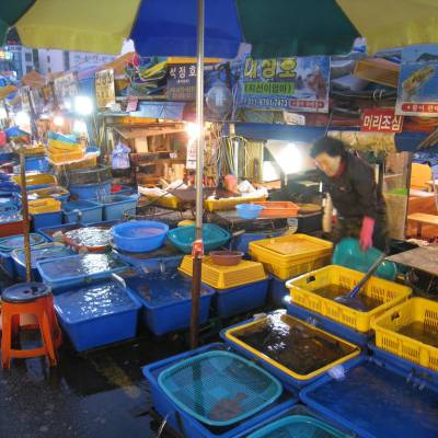 Daepohang Fish Market 1 - Etourism Korea DMC