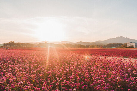 Top 10 places to visit in autumn in South Korea - Etourism Korea DMC