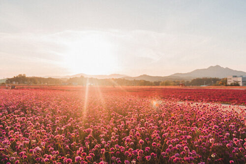 Top 10 places to visit in autumn in South Korea - Etourism Korea DMC