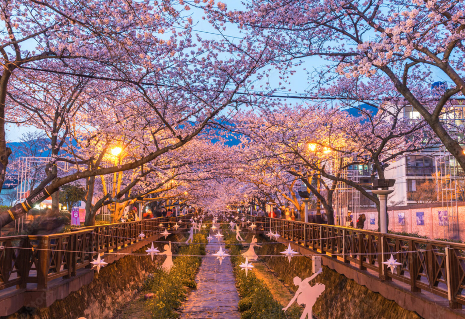 South Korea’s Cherry Blossom Forecast 2024