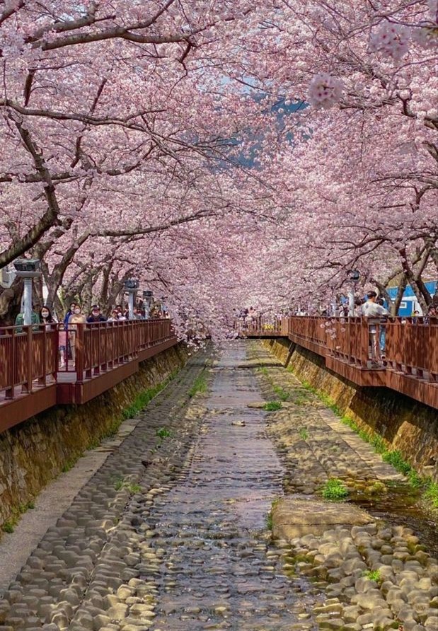 Spring in Korea: The Most Beautiful Places to Visit This Season 🌸🌿 ...