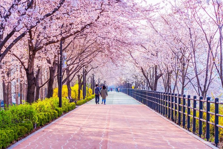 Spring in Korea: The Most Beautiful Places to Visit This Season 🌸🌿 ...