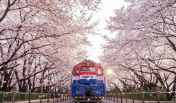 Spring & Summer Festivals in South Korea 2025 - Etourism Korea DMC