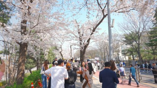 Spring & Summer Festivals in South Korea 2025 - Etourism Korea DMC